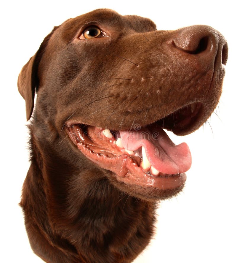 Chocolate Labrador stock photo. Image of retriever, carnivoran - 10882806