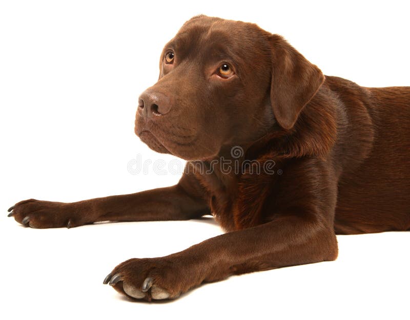 Chocolate Labrador Retriever Stock Photo - Image of sitting, labrador ...