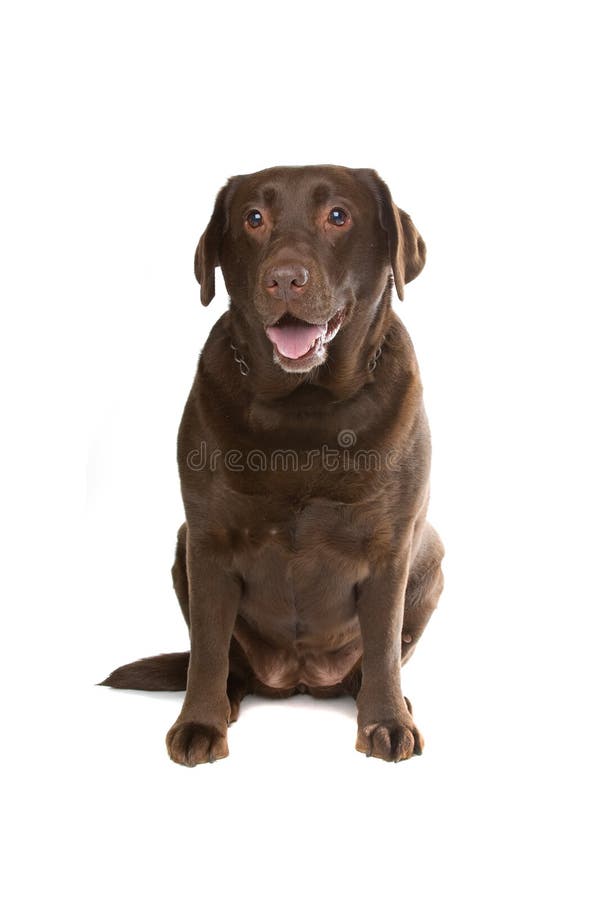 Fat Labrador Retriever, 7 Years Old, Sitting Stock Photo - Image of ...