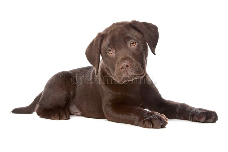 A Chocolate Labrador Retriever Dog Sits on a Light Background in a ...