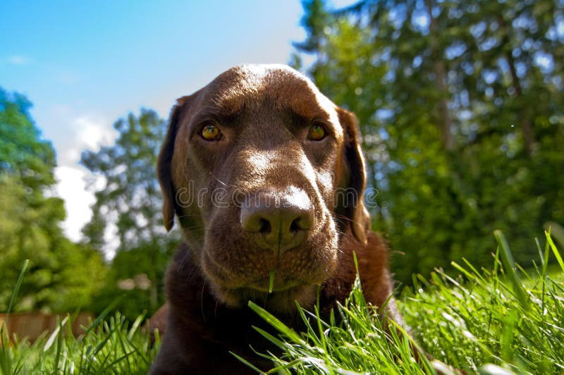 Chocolate Labrador stock image. Image of adult, backyard - 19288587