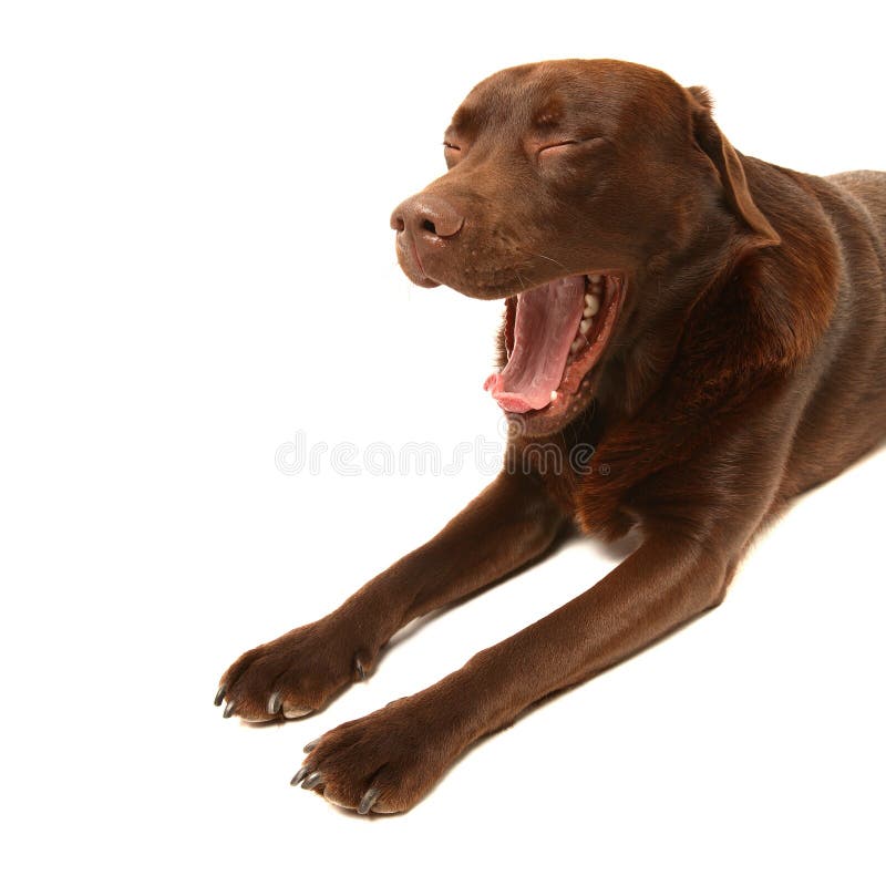 Police Labrador stock image. Image of labrador, police - 2403779