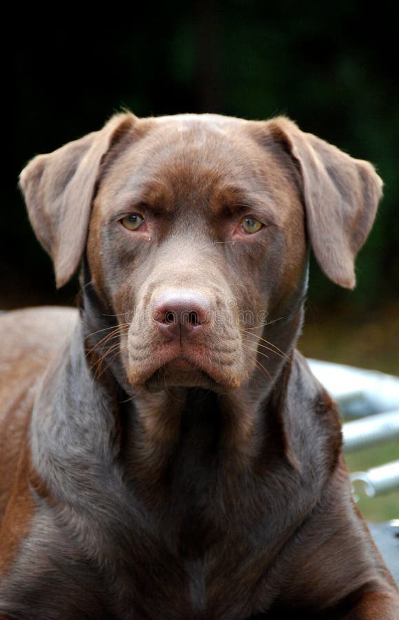 Chocolate labrador stock image. Image of gundog, working - 5837107