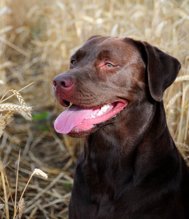 Chocolate labrador stock photo. Image of dogportrait - 95451504