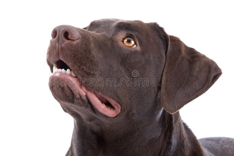 Profile of Labrador with Bone Stock Photo - Image of sweet, liver: 12161592