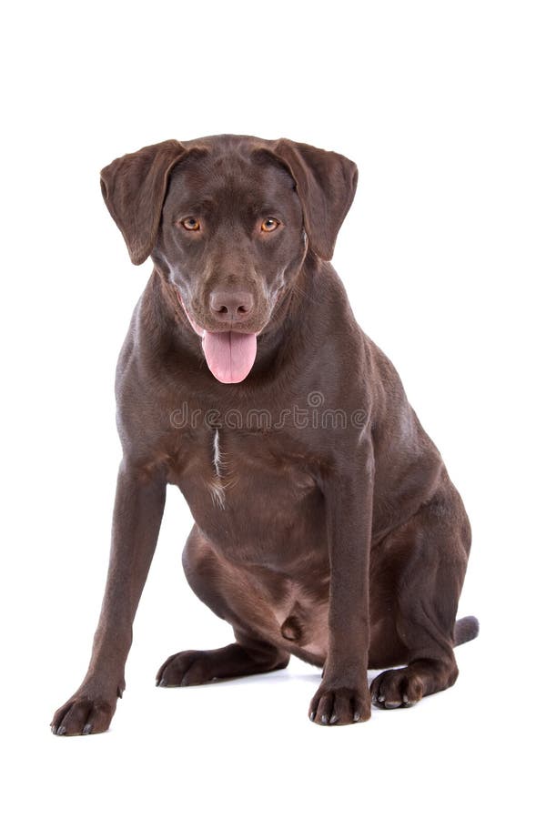 Isolated Labrador Chocolate Retriever Dog Stock Image - Image of pets ...