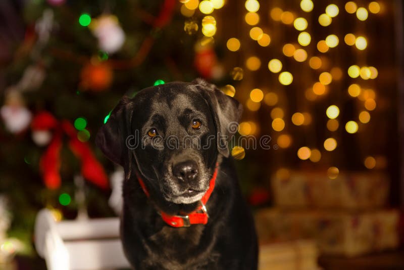 Christmas Chocolate Labrador Stock Image - Image of background ...