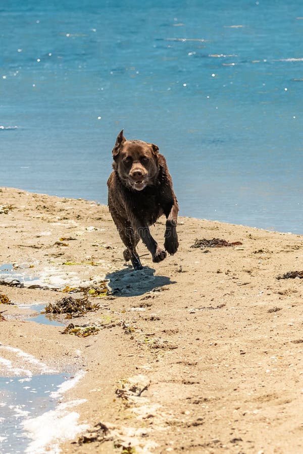 A chocolate labrador stock photo. Image of nature, breed - 203094430