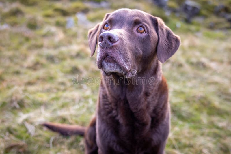 Chocolate Labrador in the Countryside Stock Photo - Image of landscape ...