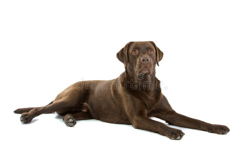 Chocolate Labrador dog stock photo. Image of isolated - 11807280