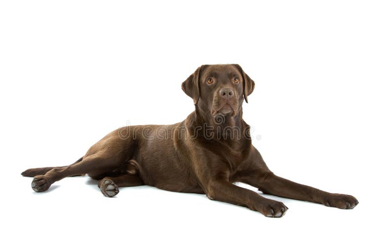 Brown Labrador Side Profile Stock Photos - Free & Royalty-Free Stock ...