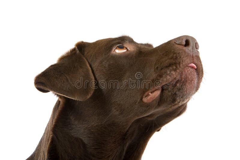 Chocolate Labrador Side Profile Stock Photos - Free & Royalty-Free ...