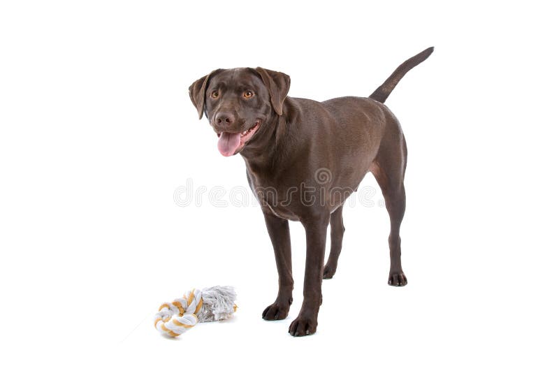 Chocolate Labrador dog stock photo. Image of single, canine - 11807266