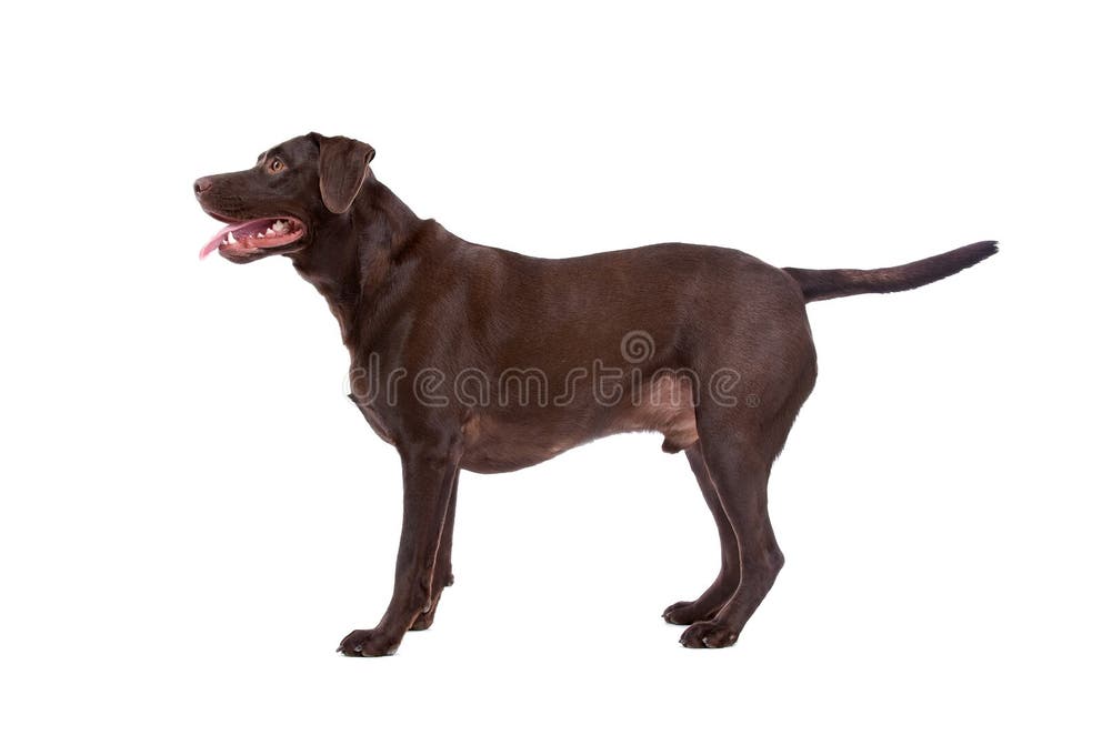 Chocolate Labrador dog stock photo. Image of point, stand - 9673098