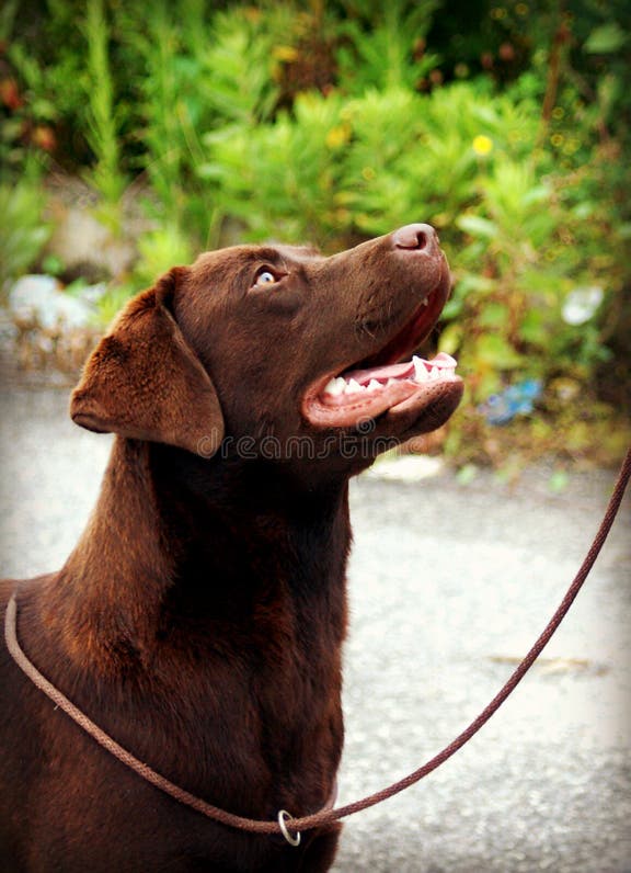 Chocolate Labrador Female Looking Stock Photo - Image of barking ...