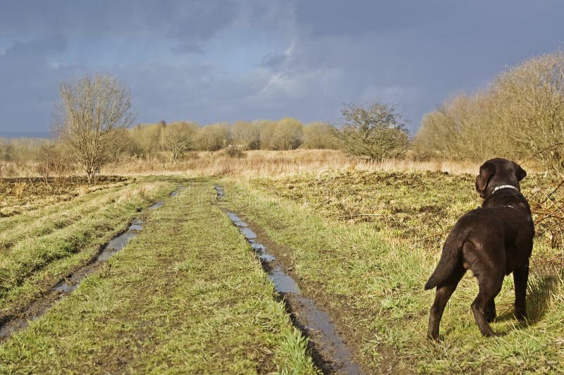 Chocolate Labrador field stock image. Image of dark, grass - 37214989