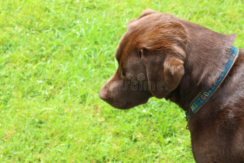 Good boy stock photo. Image of labrador, chocolate, good - 108551996