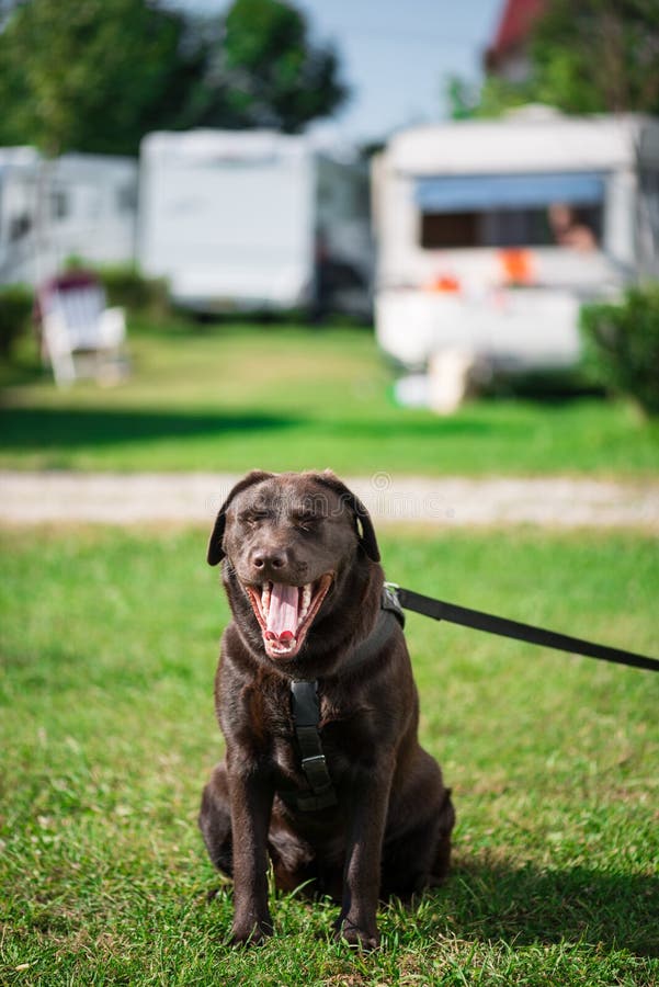 Chocolate Labrador stock photo. Image of snout, purebred - 34724062