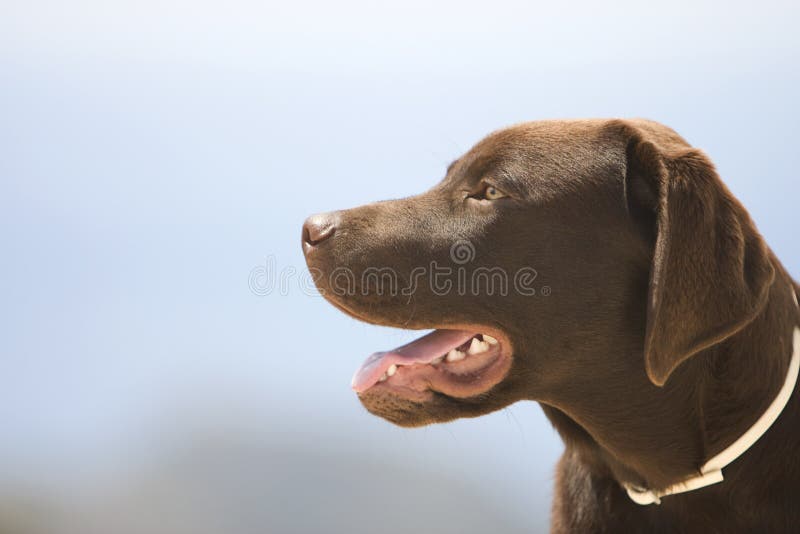 Profile of Labrador with Bone Stock Photo - Image of sweet, liver: 12161592
