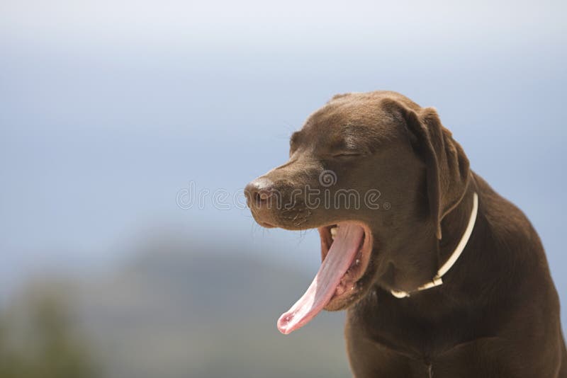 Chocolate Labrador Head Profile Stock Image - Image of liver, canine ...