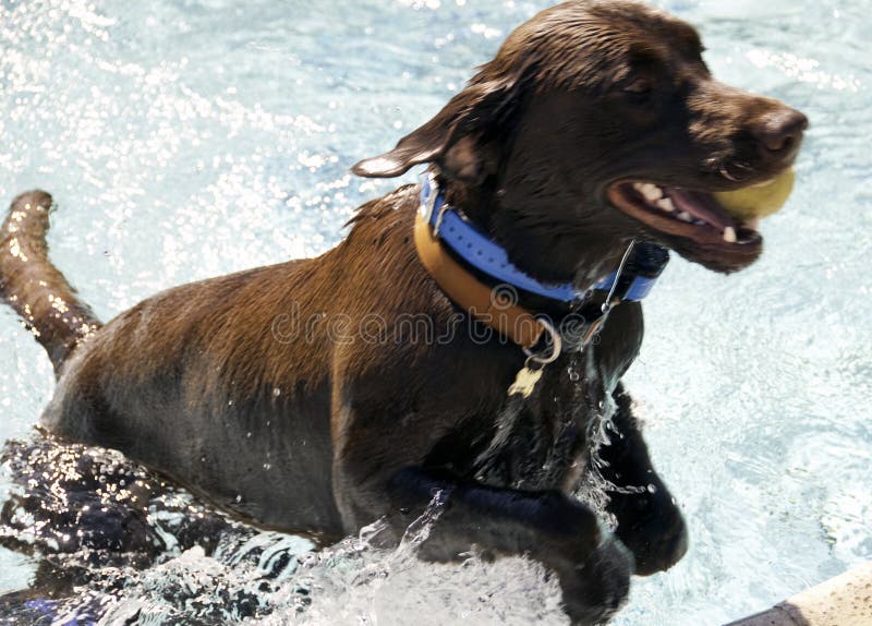 Chocolate Labrador Holding Tennis Ball Stock Photo - Image of chocolate ...