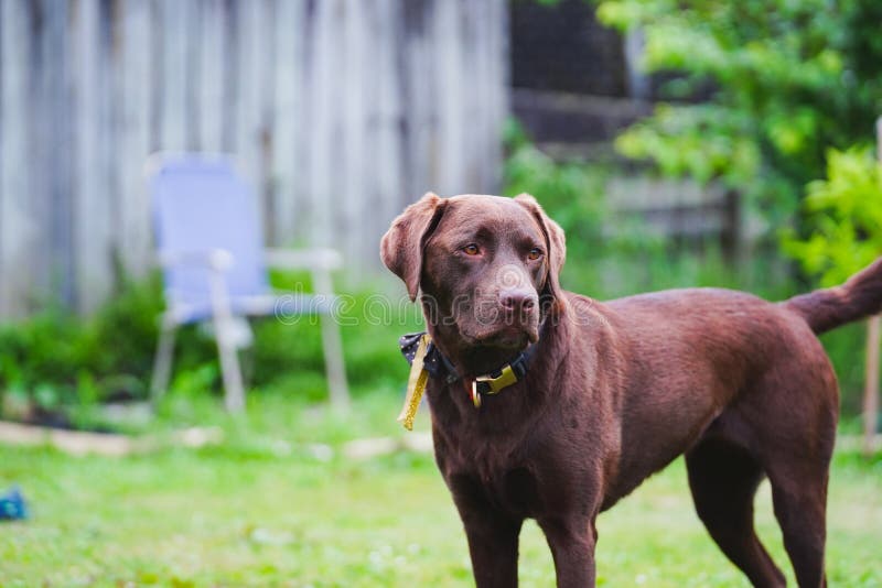 A Chocolate Labrador Looking Away from the Camera in a Backyard Stock ...