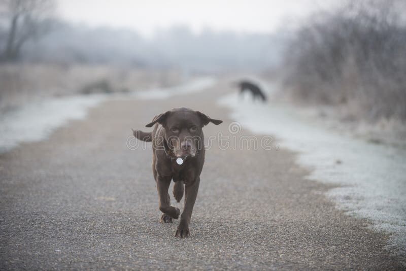 Chocolate labrador stock photo. Image of pedigree, yellow - 84586290