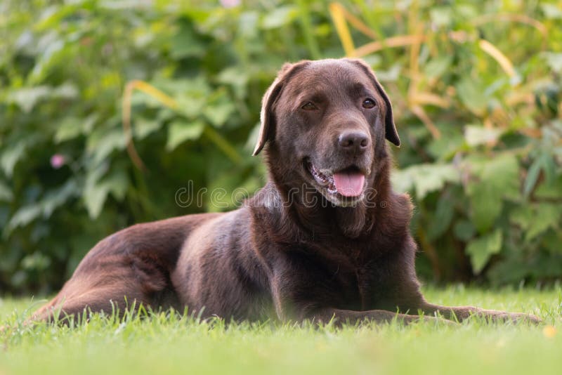 Chocolate Labrador Lying Down Stock Image - Image of domestic, british ...