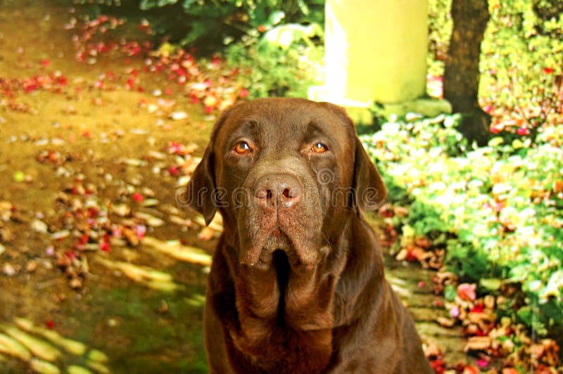 Chocolate Labrador Male Looking at the Camera Stock Image - Image of ...