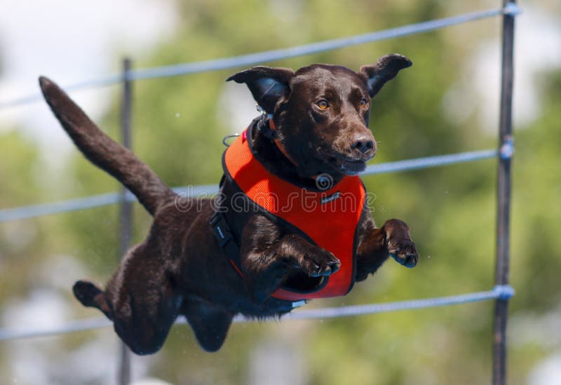 Chocolate Labrador Retriever Jumping Off a Dock Stock Photo - Image of ...