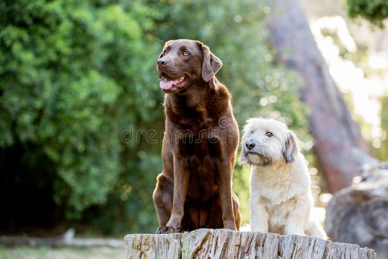 Chocolate Labrador with a Mixed Breed White Dog in the Forest Stock ...