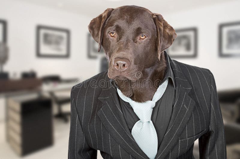 Business Labrador in Suit stock image. Image of labrador - 7765873