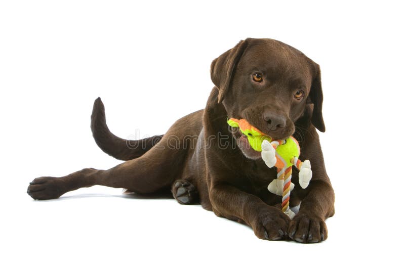 Chocolate Labrador playing stock photo. Image of chews - 11807438