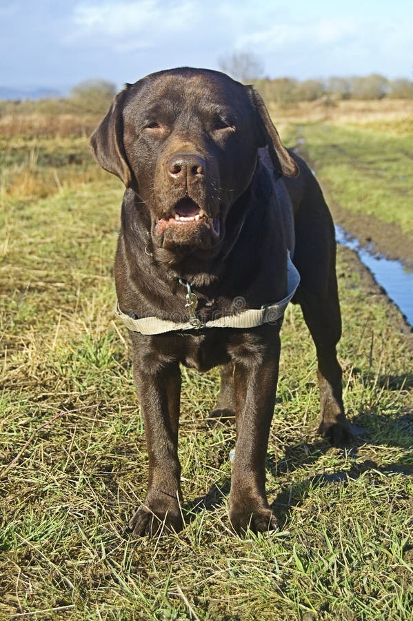 Chocolate Labrador stock photo. Image of natural, labrador - 37231754