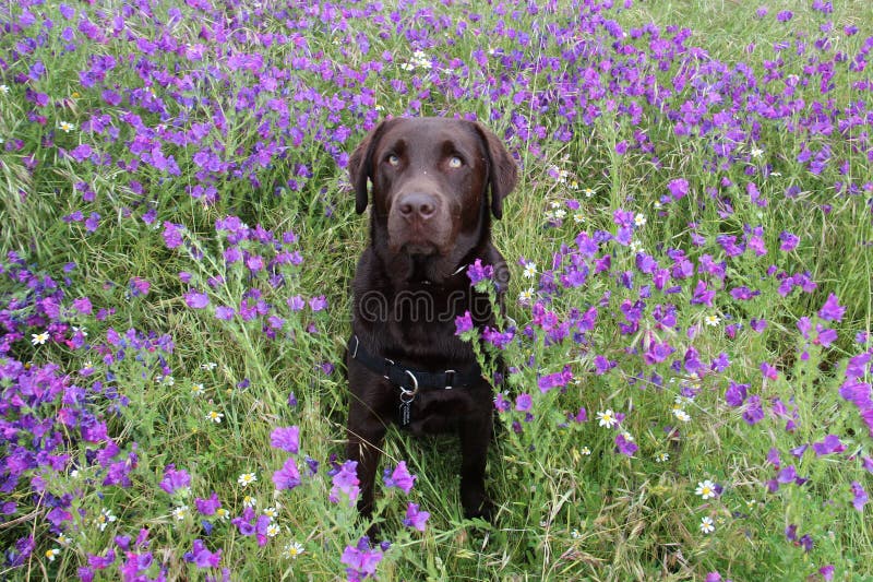 A Chocolate Labrador Posing in a Field of Flowers Stock Photo - Image ...