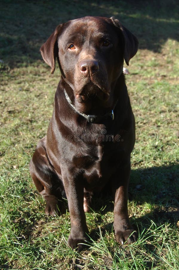 Chocolate Labrador stock photo. Image of colour, posing - 37214300