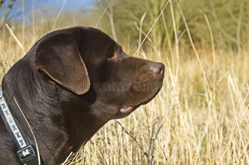 Chocolate Labrador stock image. Image of garden, face - 37214449