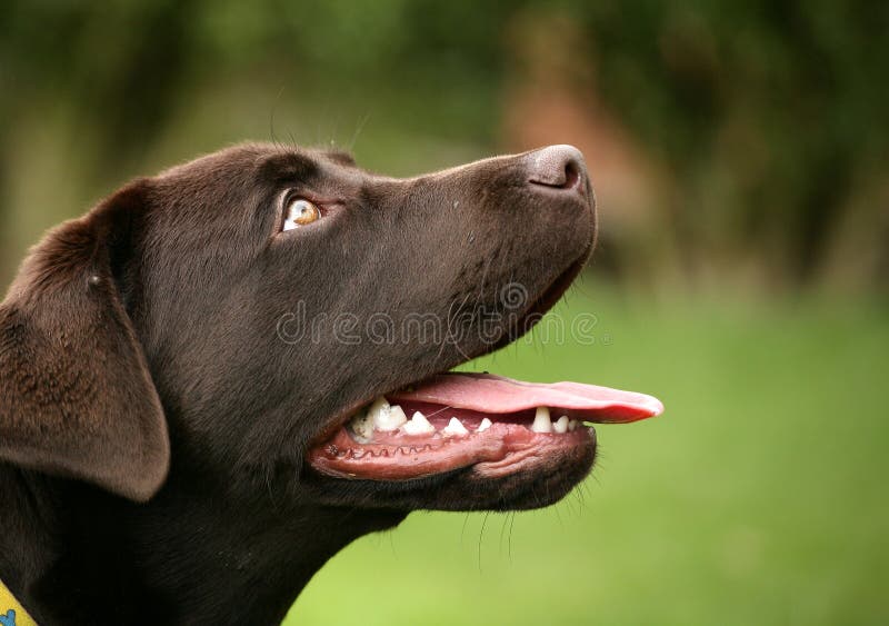 Chocolate labrador stock photo. Image of obedient, outside - 39136166