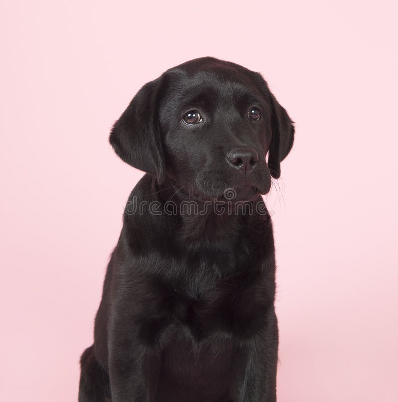 122 Chocolate Labrador Puppy Pink Background Stock Photos - Free ...