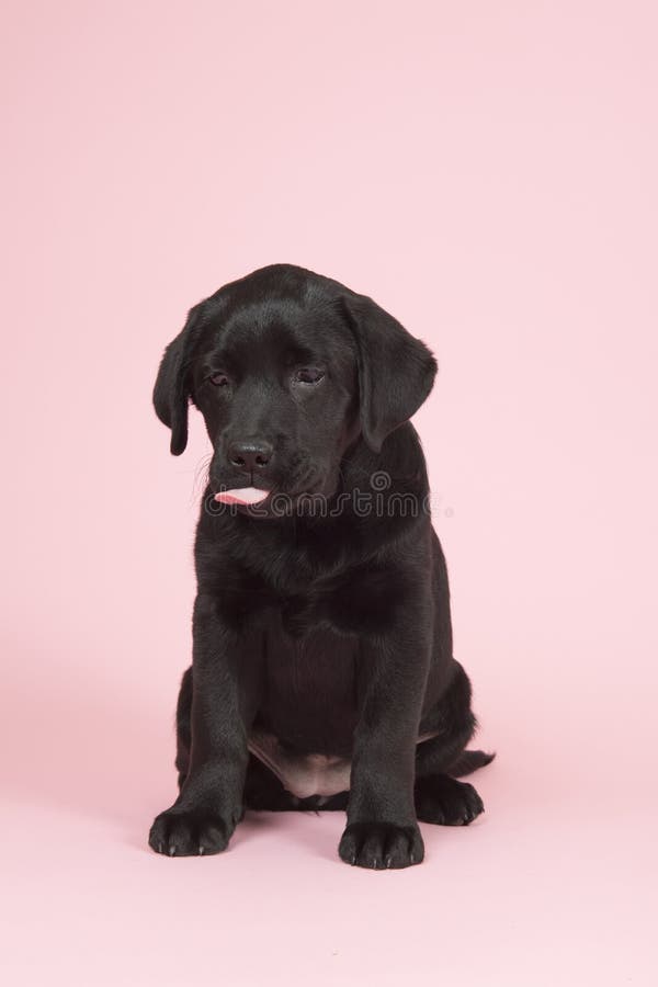 122 Chocolate Labrador Puppy Pink Background Stock Photos - Free ...