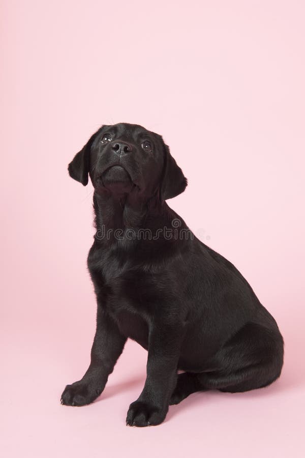 122 Chocolate Labrador Puppy Pink Background Stock Photos - Free ...