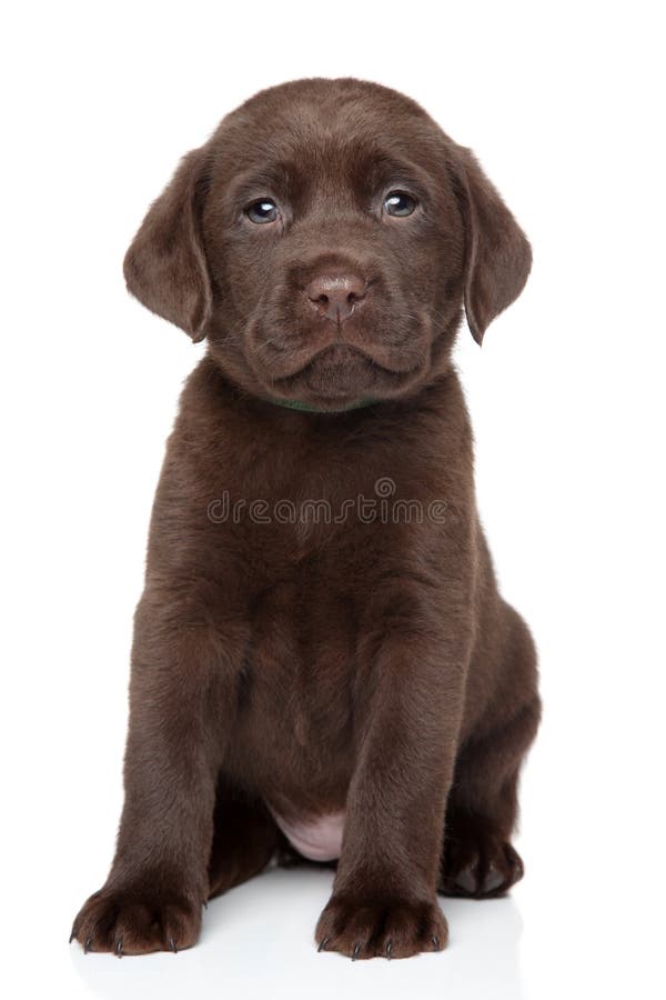 Chocolate Labrador Retriever Puppy with Green Eyes Stock Photo - Image ...