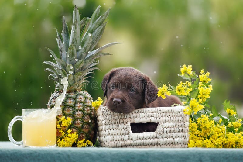 Cute Chocolate Labrador Puppy Eating Watermelon Outdoors in Summer ...