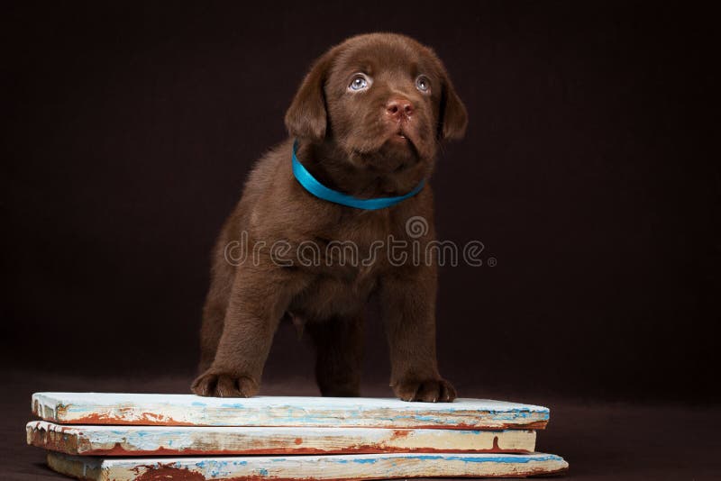 Chocolate Labrador Puppy Standing on a Painted Stock Image - Image of ...