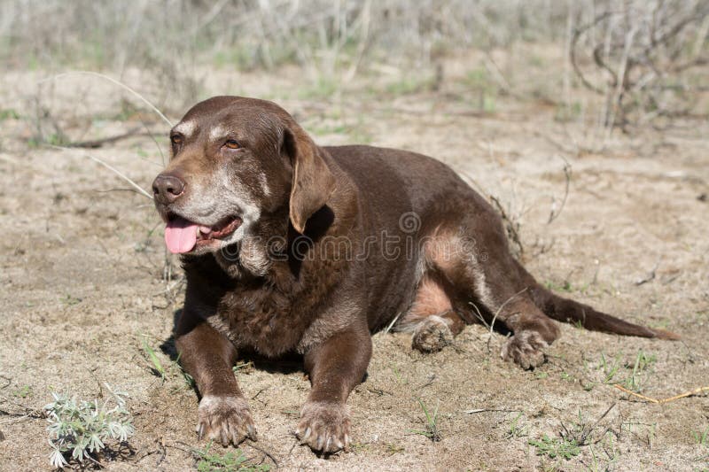 Chocolate Labrador Resting Outdoors Stock Image - Image of nature ...