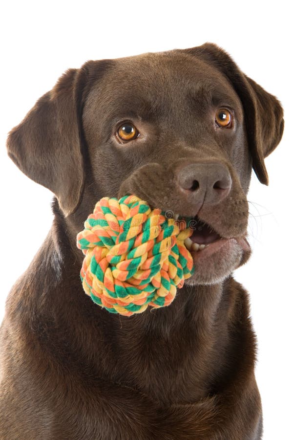 Chocolate Labrador Retriever Stock Image - Image of color, retriever ...