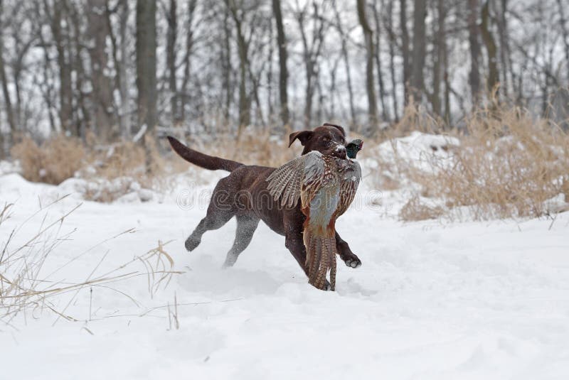 Chocolate Labrador Retriever Stock Photo - Image of hunting, puppy ...