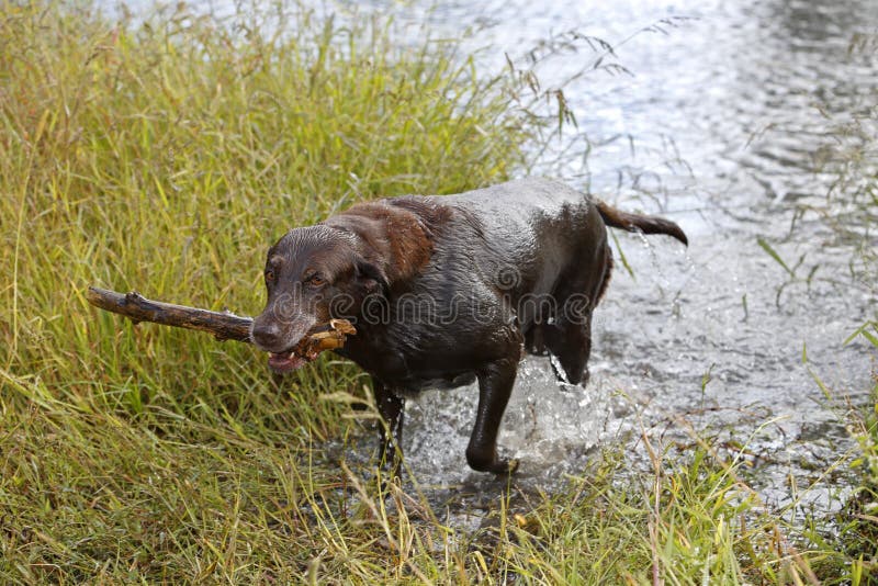 Chocolate Labrador Retriever Stock Photo - Image of happy, running ...