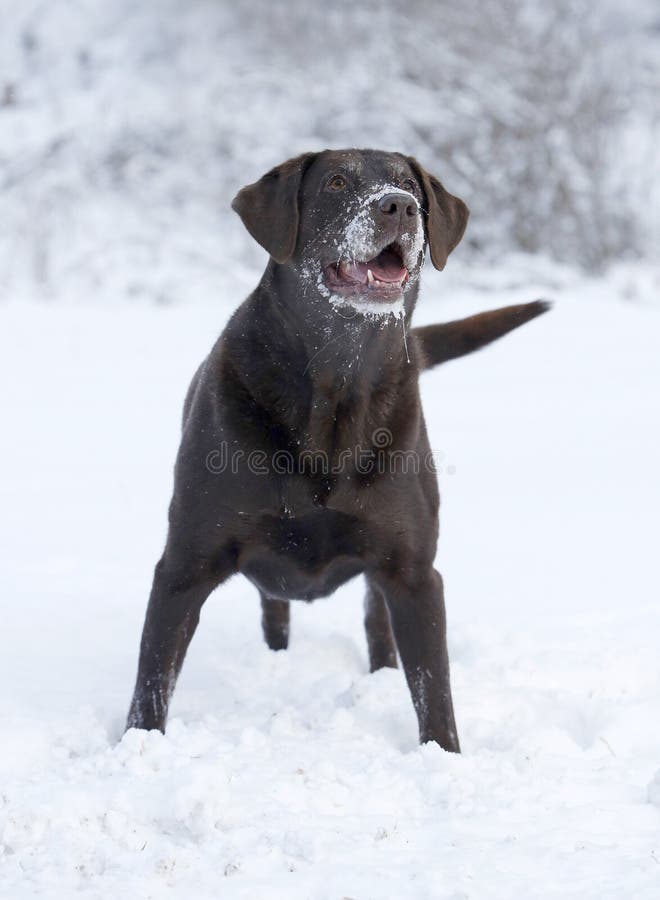 Chocolate Labrador Retriever Stock Image - Image of cold, playing: 28994619