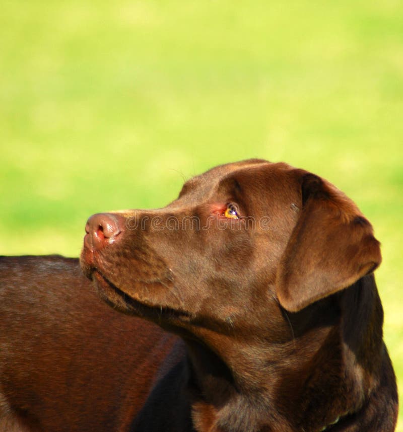 Chocolate Labrador Side Profile Stock Photos - Free & Royalty-Free ...